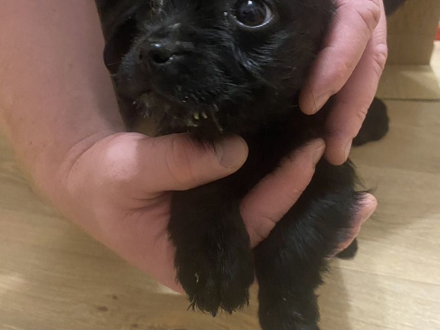 Мини щеночек. Привезу везде