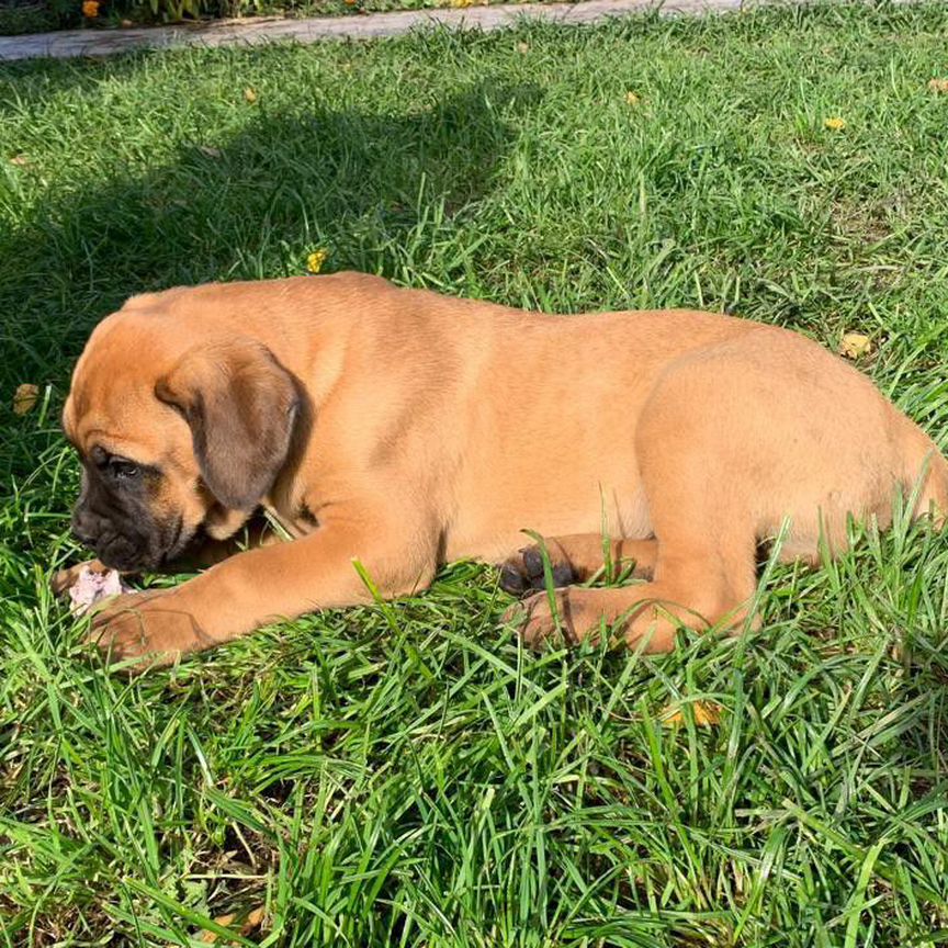 Южноафриканский бурбуль