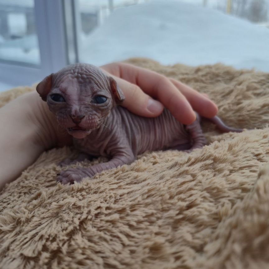 Канадский сфинкс котёнок