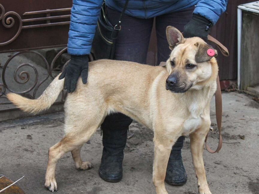 Линда ищет дом