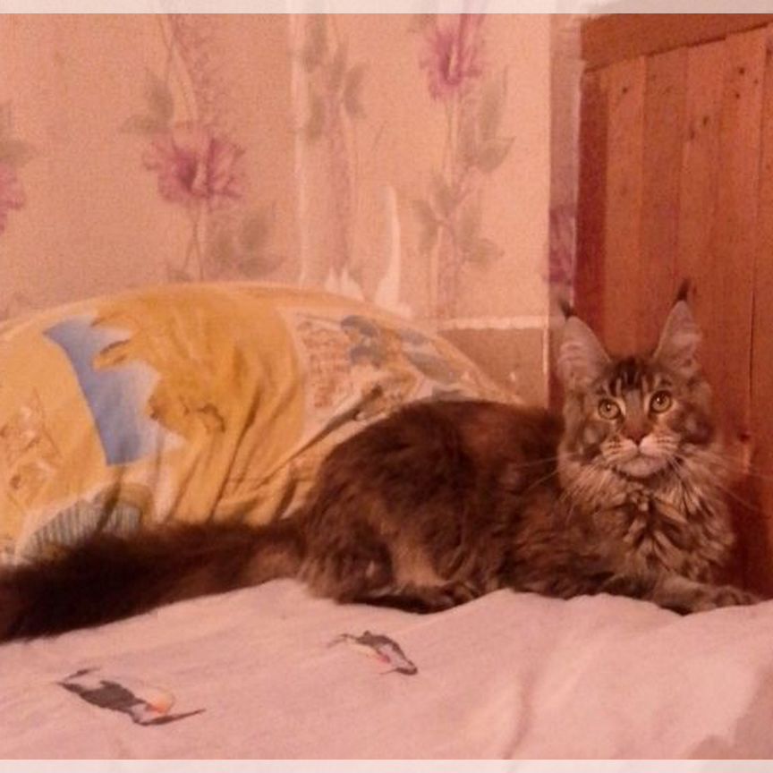 Мейн-кун котёнок