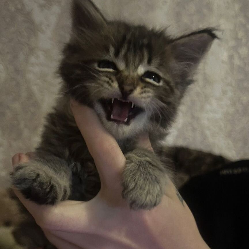 Мейн-кун котёнок