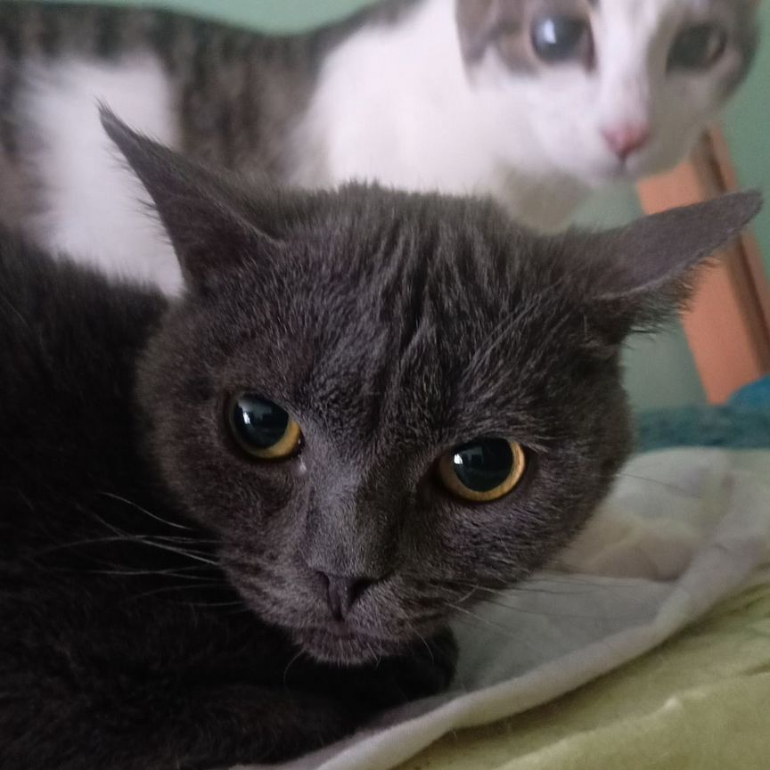 Британский короткошёрстный котёнок