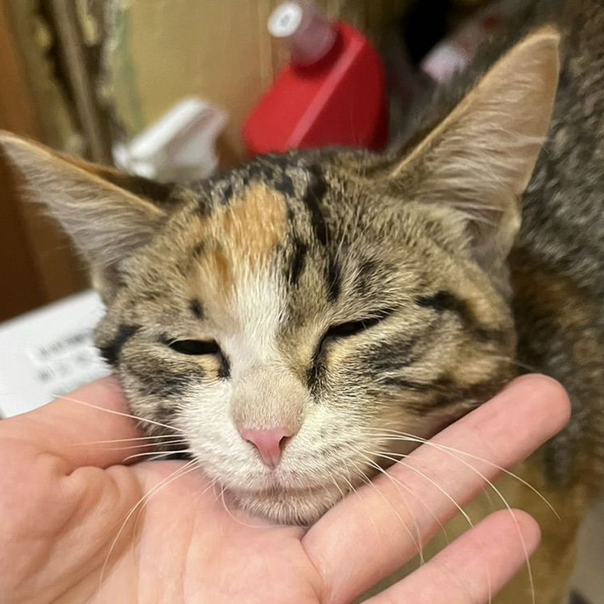 Сиамский котёнок