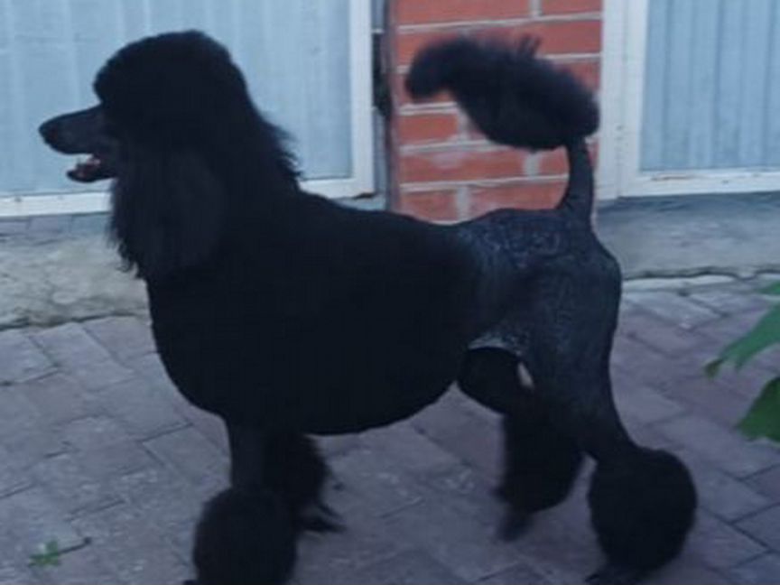 Королевский пудель