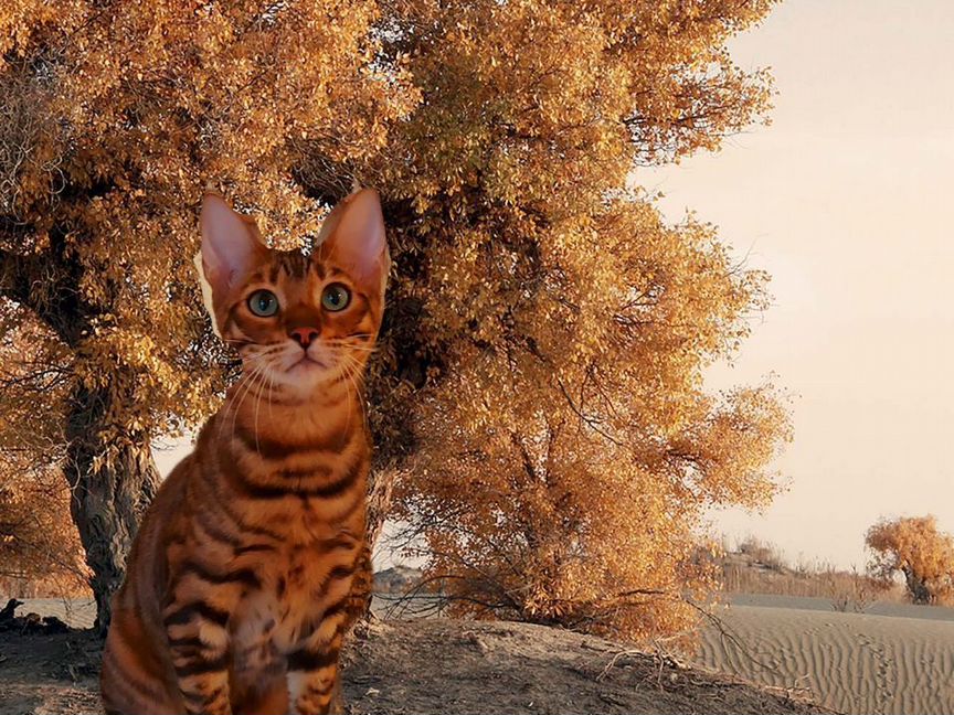 Кошечка породы тойгер
