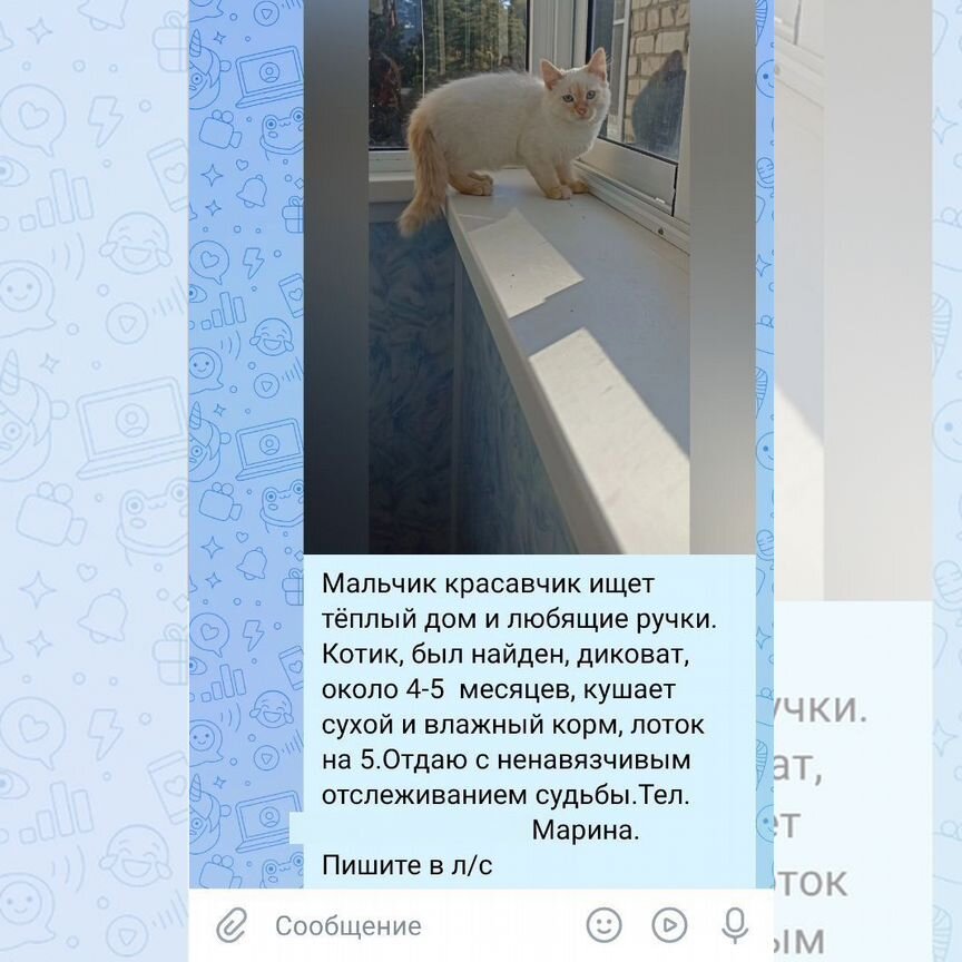 Котик бесплатно в добрые руки