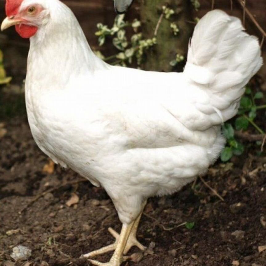 Куры несушки легорн