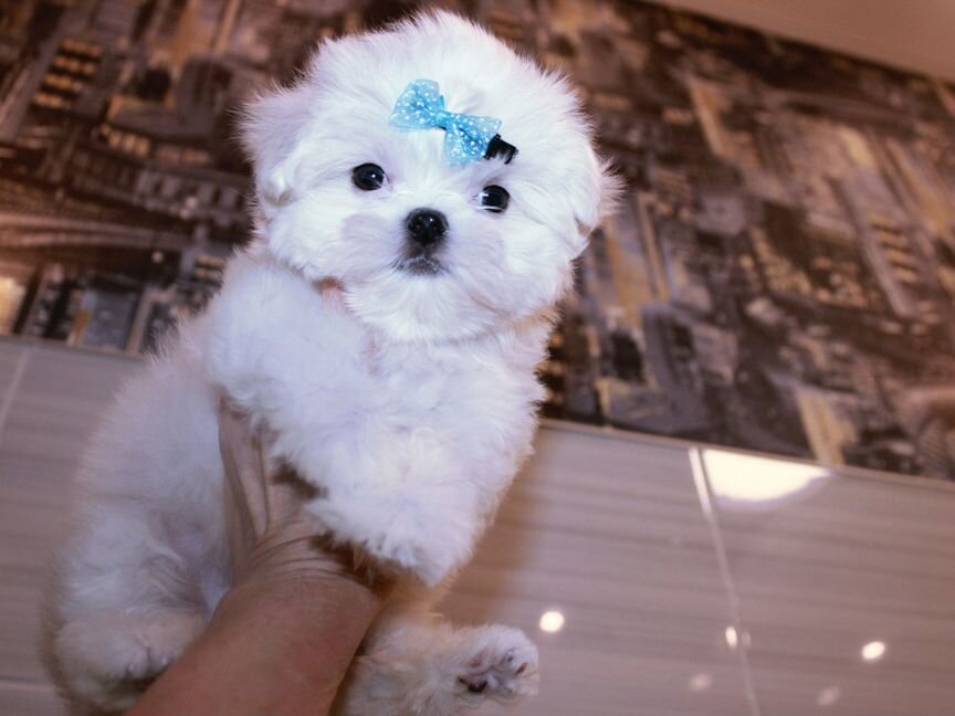 Очень красивый мальчик альтезе 2 мес с документами