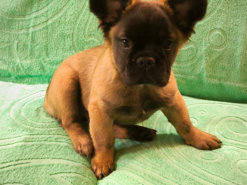 Щенок Французского бульдога Флаффи