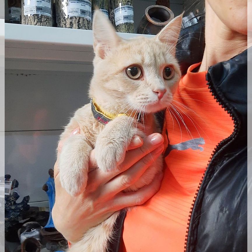 Котёнок в добрые руки