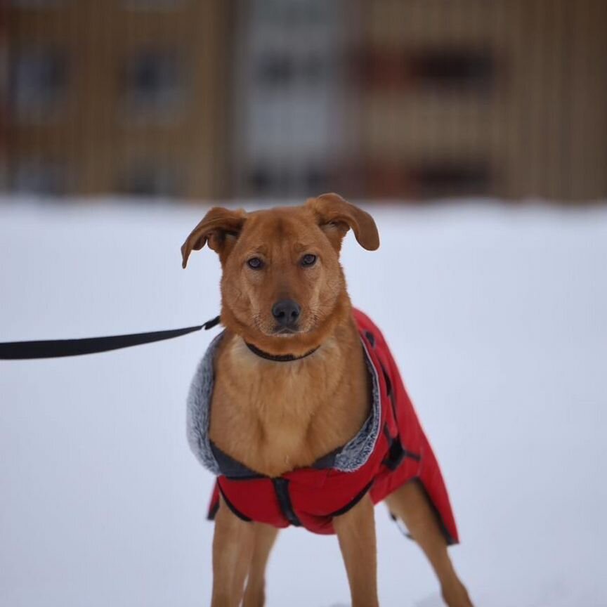 Собака в добрые руки