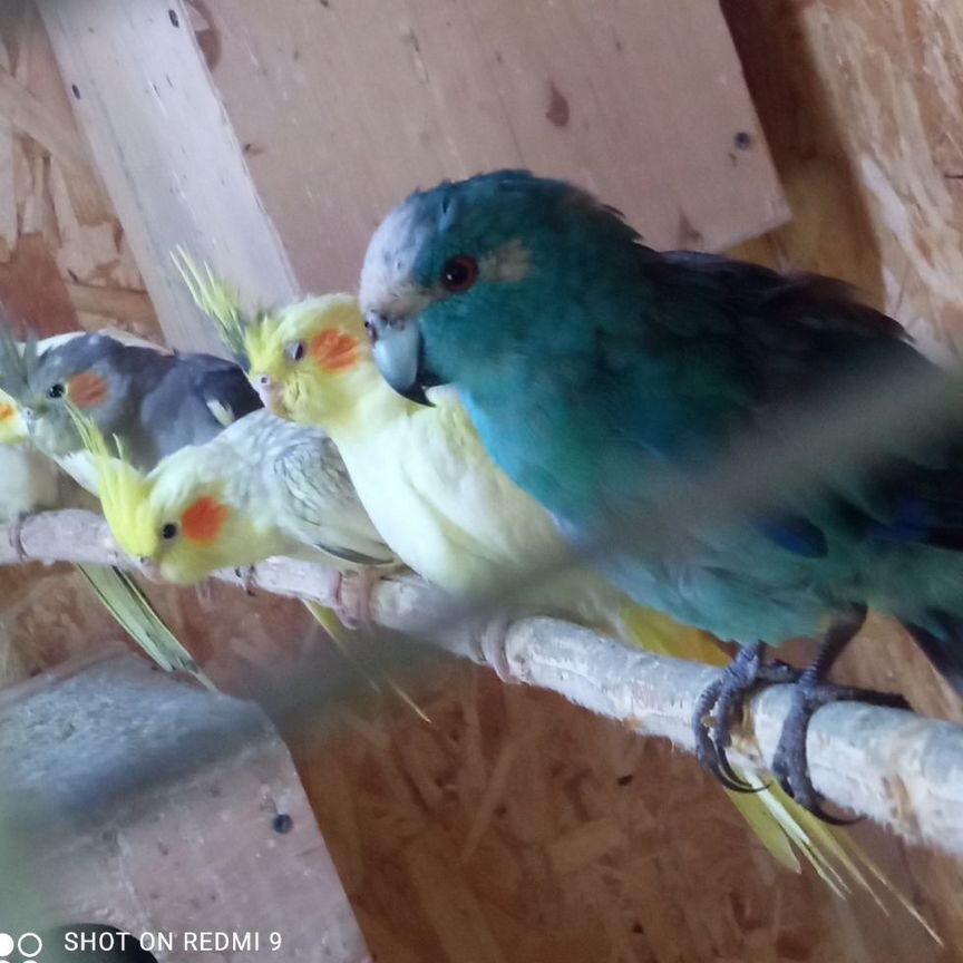 Попугаи кореллы и какарики