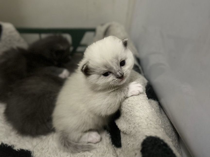 Вислоухие котята