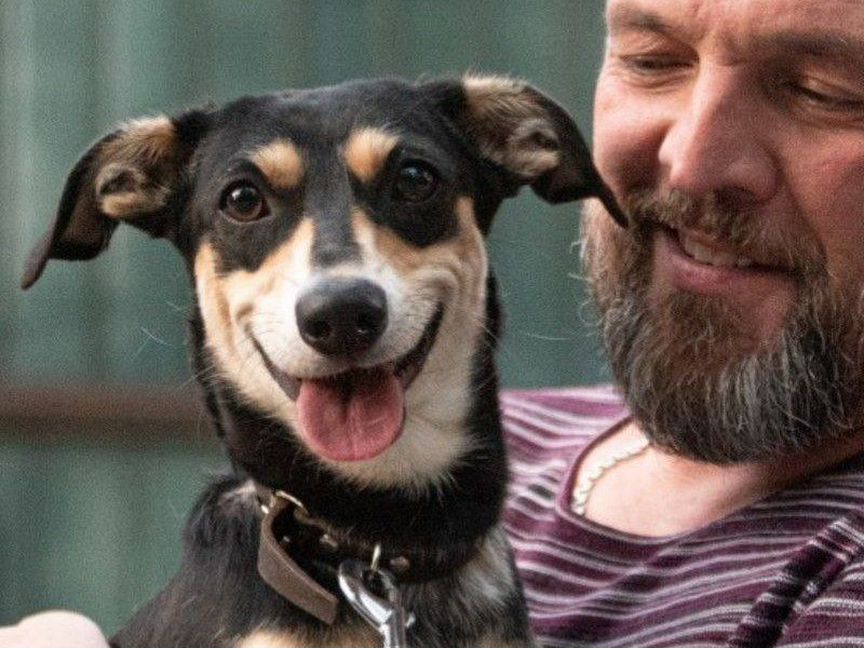 Маленькая собака в добрые руки