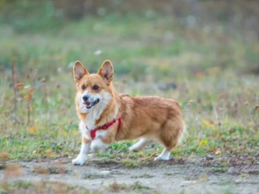 Коржики ярко рыжие