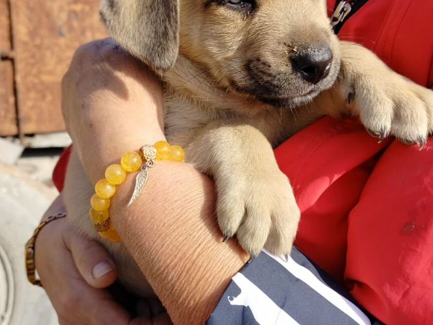 Друг в новую семью