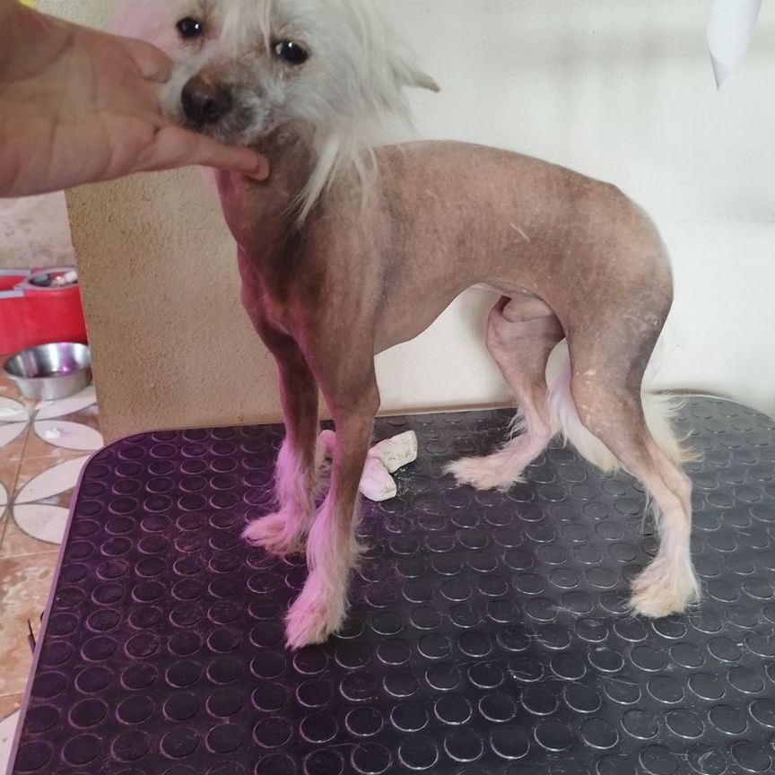 Китайская хохлатая, мальчик