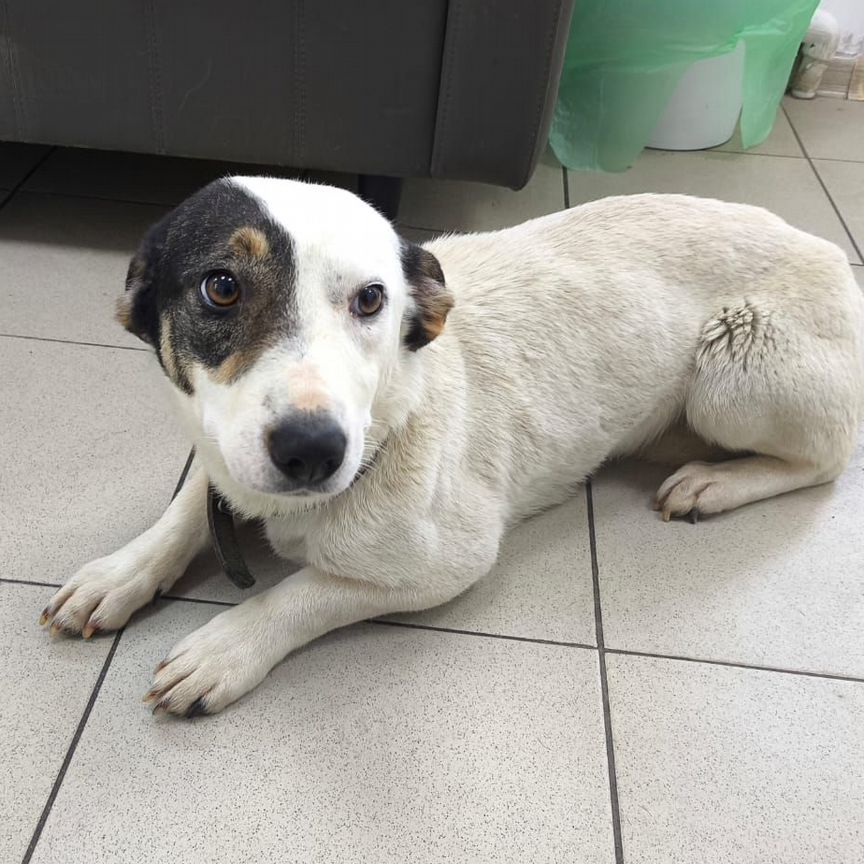 Джек-рассел-терьер, взрослая собака