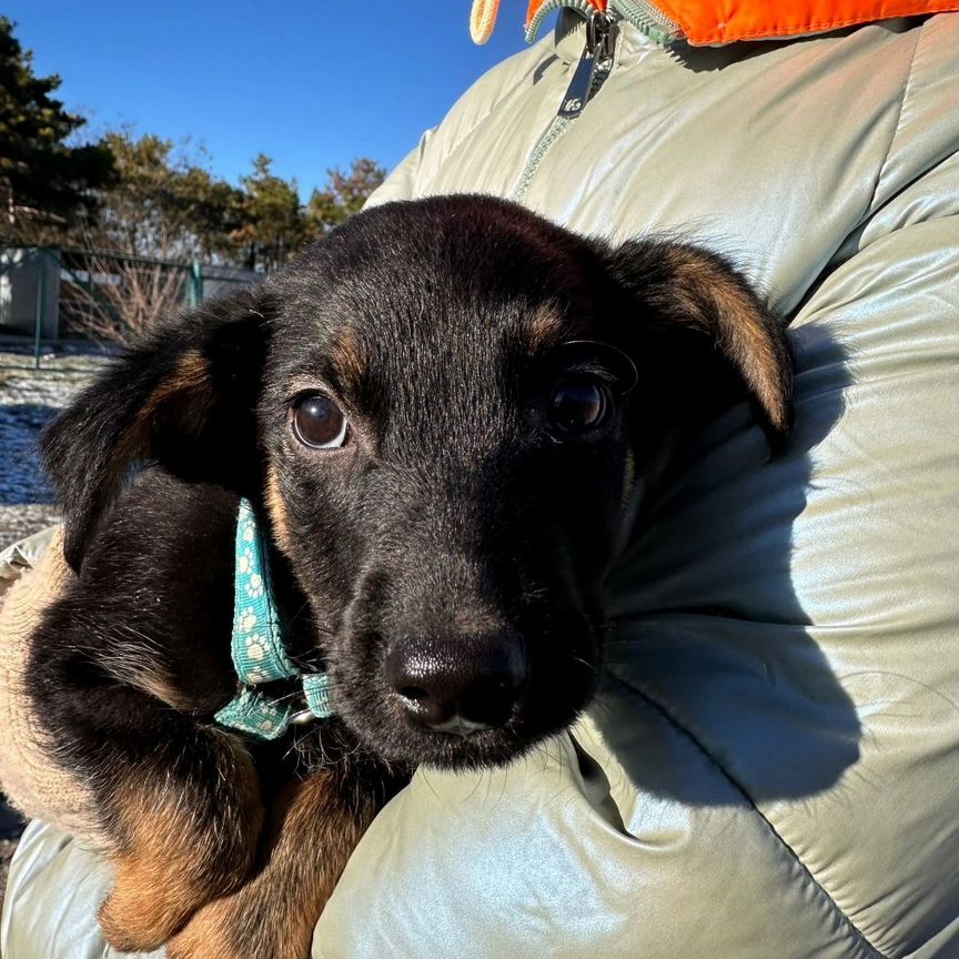 Щенки бесплатно