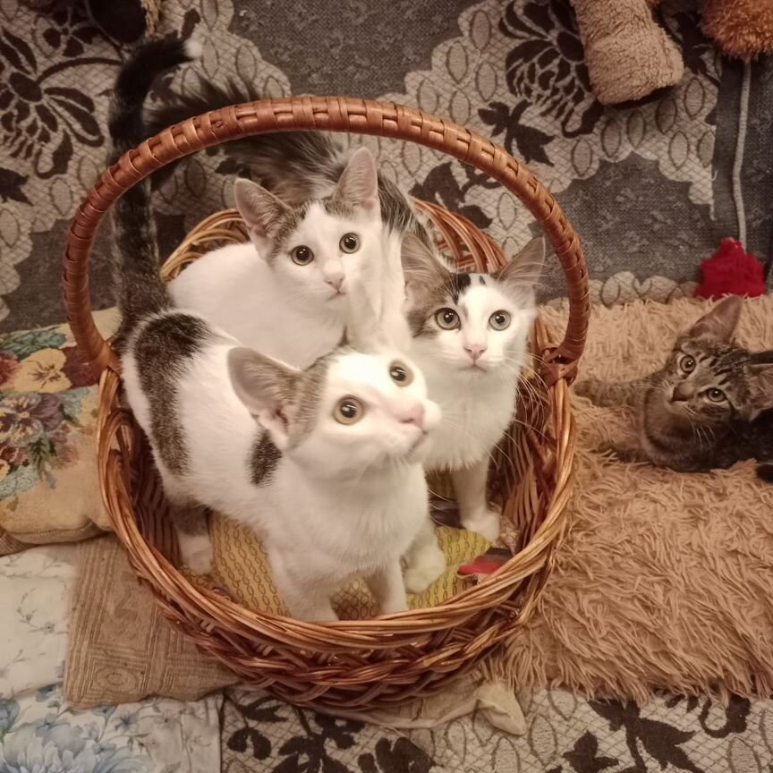 Котята очень ласковые в добрые руки