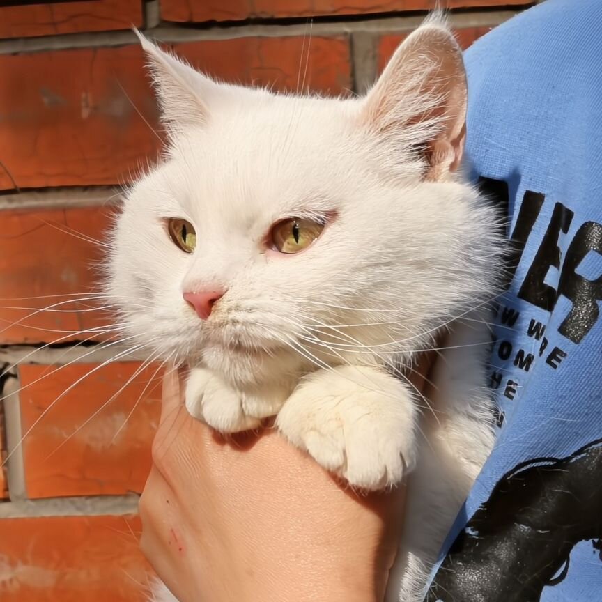 Взрослая, кошка в добрые руки