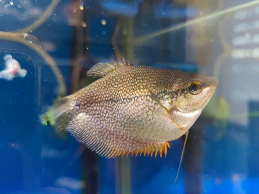 Гурами - Аквариумные рыбки