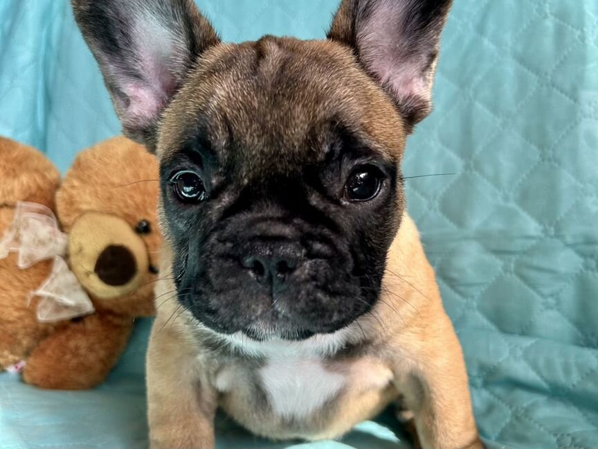 Французский бульдог щенки