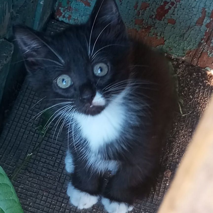 Котёнок и котик в добрые руки бесплатно