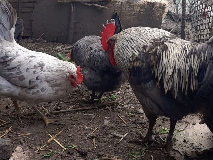 Инкубационное яйцо