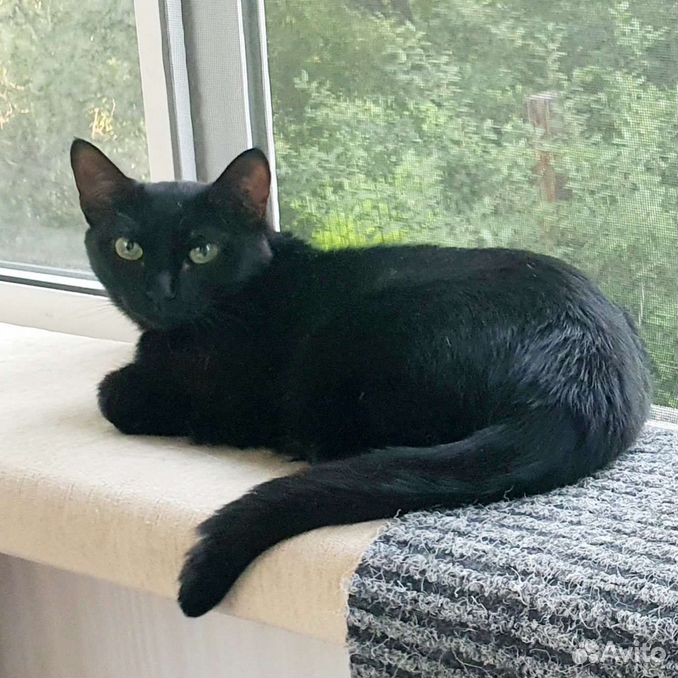 Молоденькая кошечка-пантерка в добрые руки