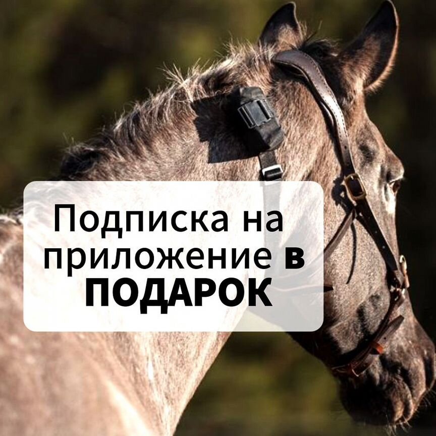 Gps tracker для лошадей   подписка в подарок
