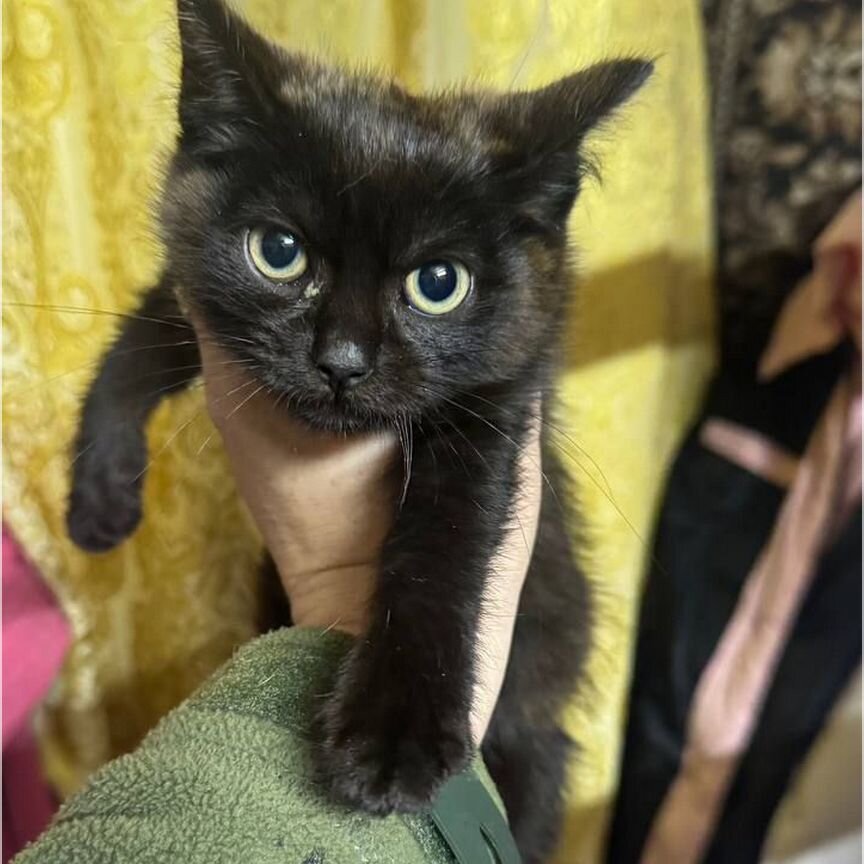 Котята девочка и мальчики