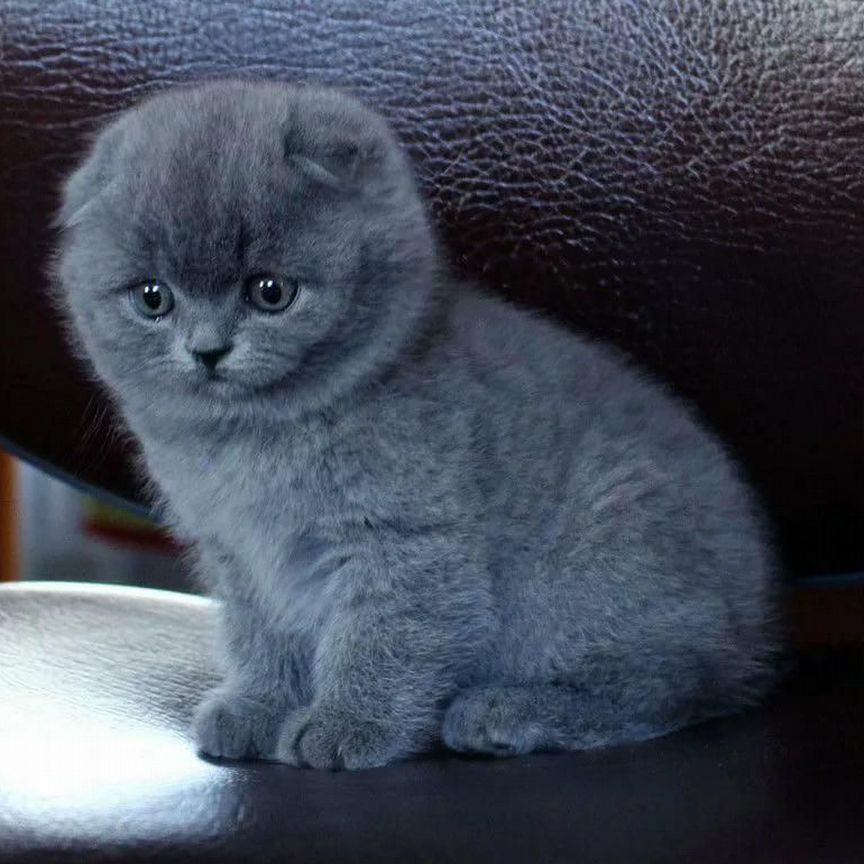 Британский короткошёрстный котёнок