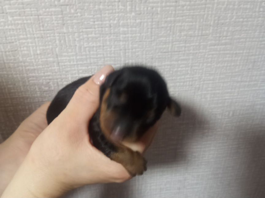 Щенки цвергпинчера