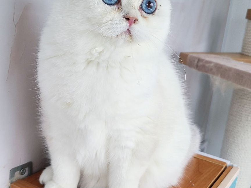 Британская кошка серебристая шиншилла поинт