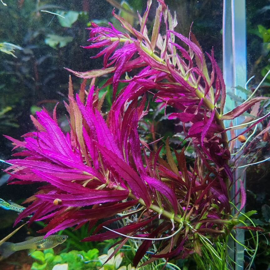 Аквариумные растения