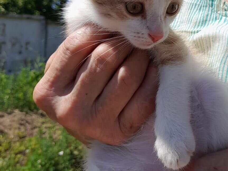 Умирает котенок нужен куратор Прошу вас
