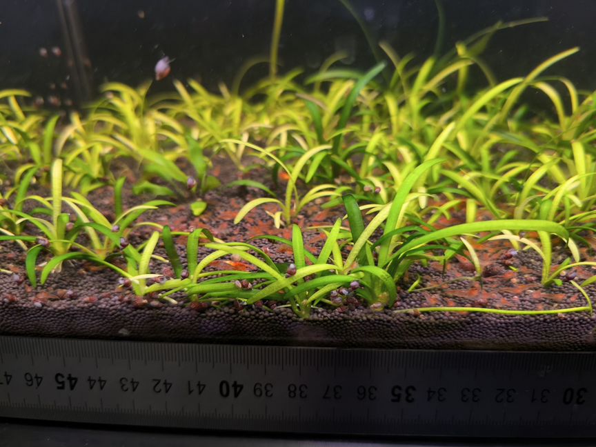 Эхинодорус латифолиус