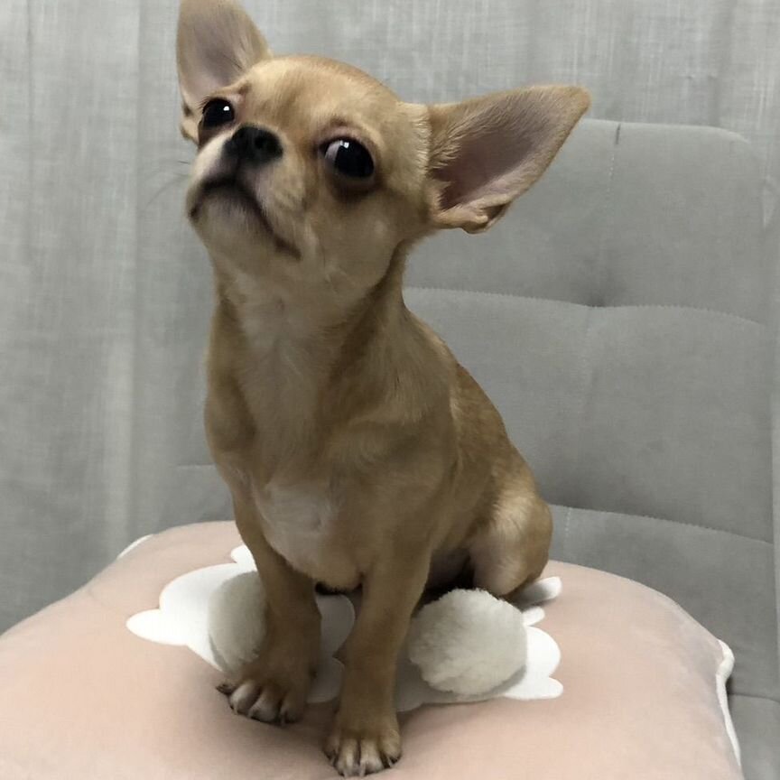 Чихуахуа девочка красавица