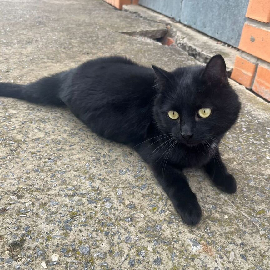 Котик в добрые руки