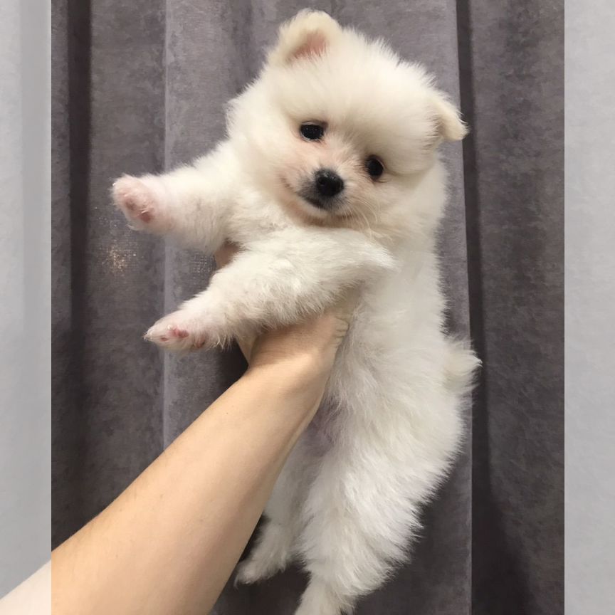 Померанский шпиц