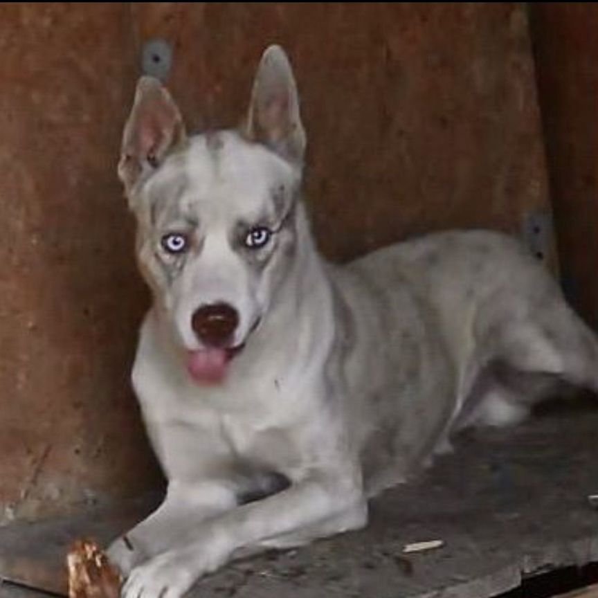 Собака в добрые руки бесплатно