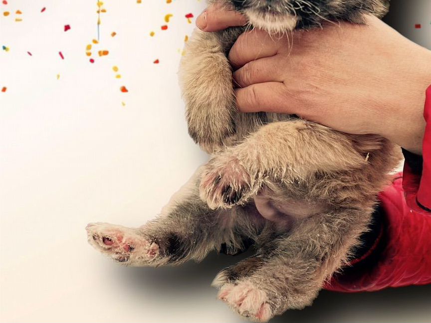 Собака в добрые руки