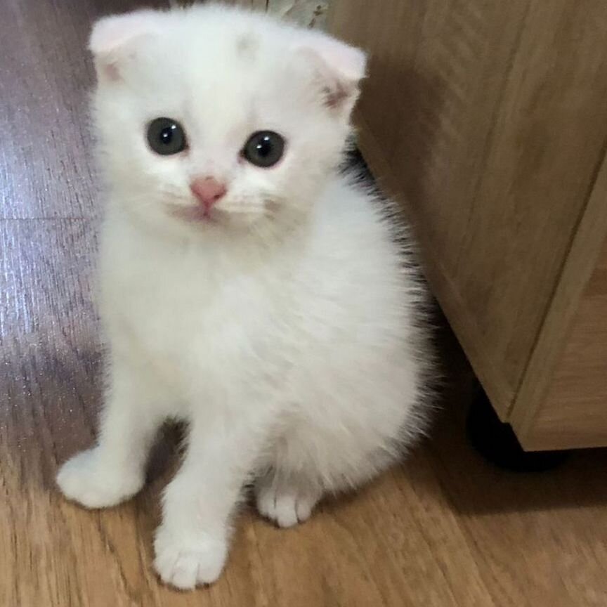 Шотландская вислоухая кошка белая маленькая