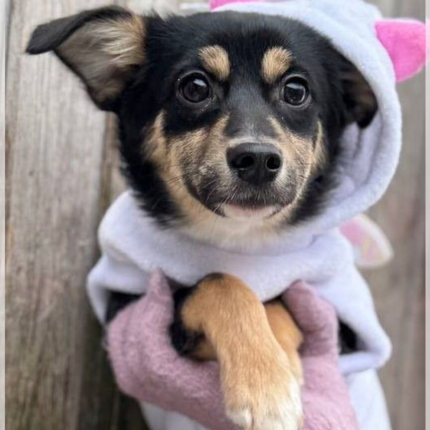 Щенок в добрые руки