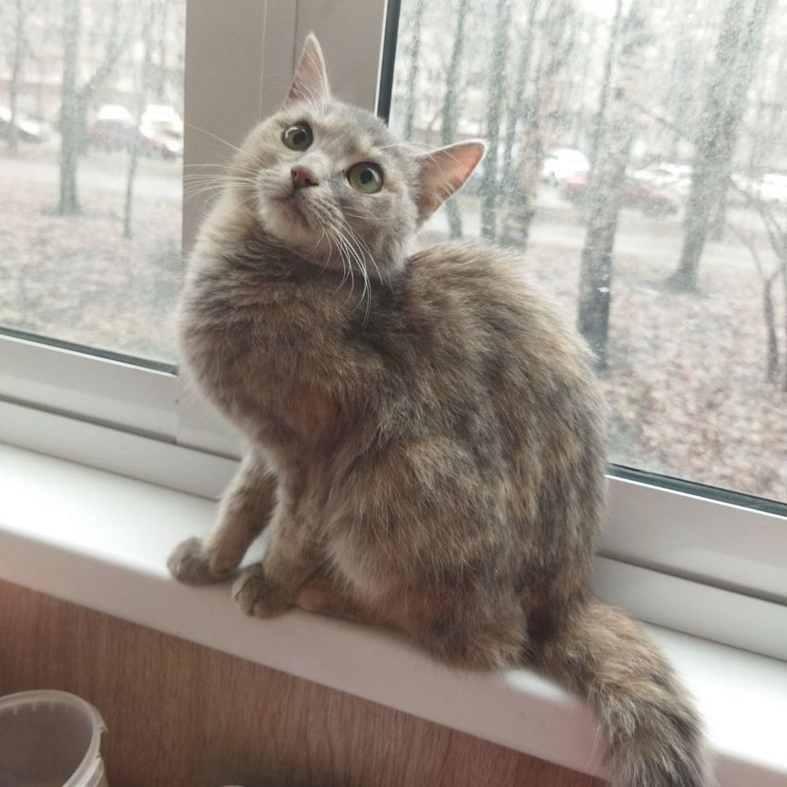 Отдам в добрые руки котенка