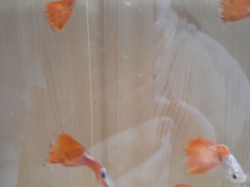 Аквариумные рыбки,гуппи