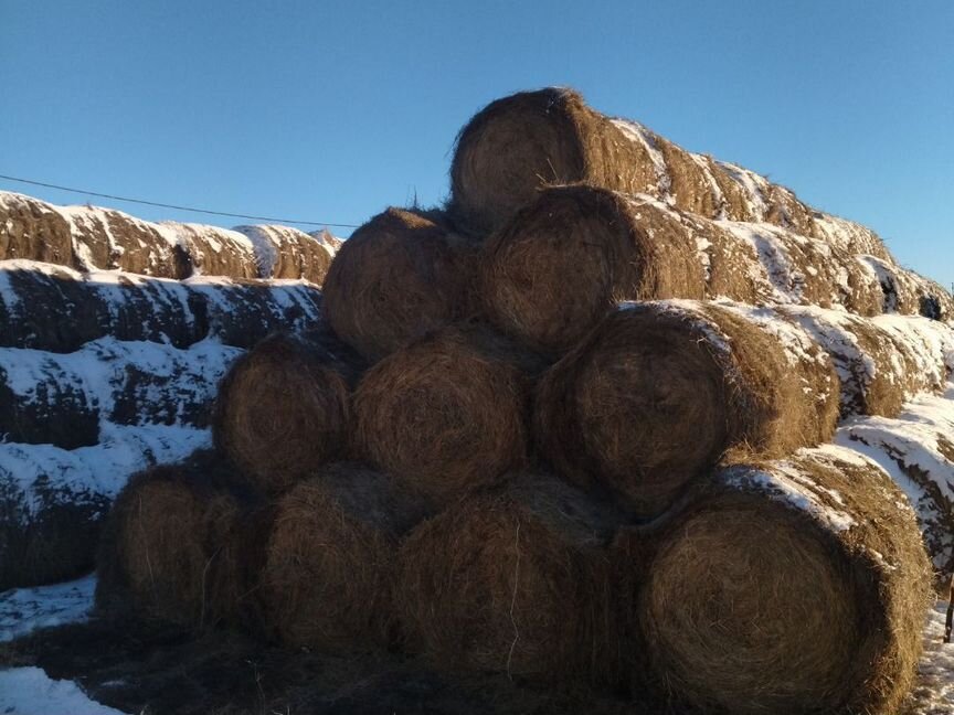 Продам сено