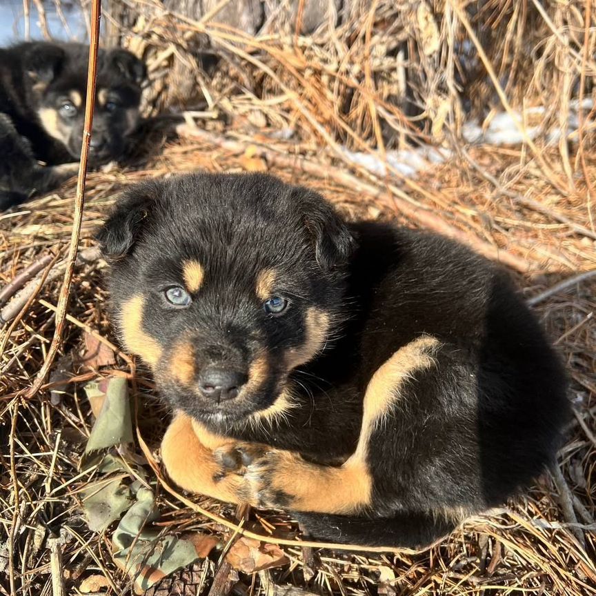 Умирают щенки